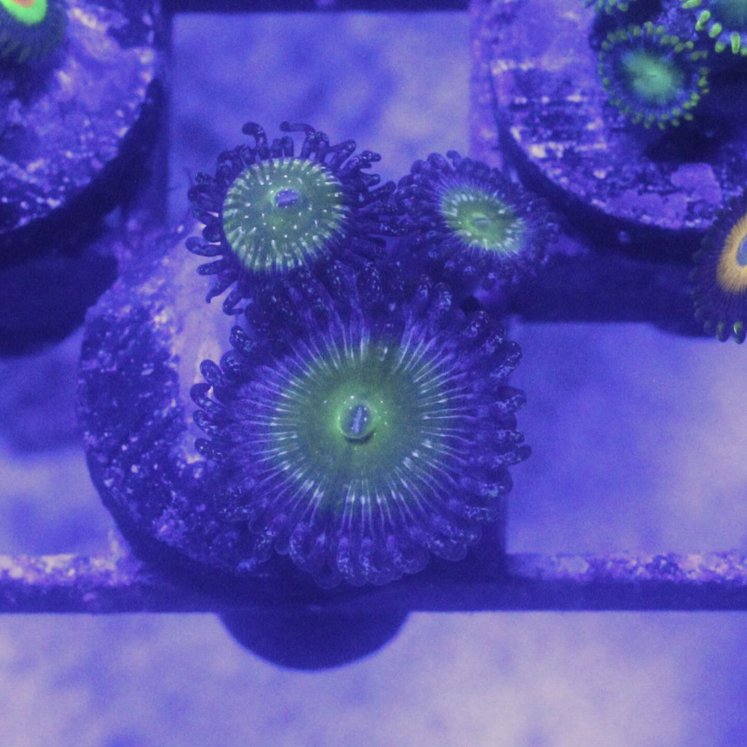 Frozen Apple Zoas | Zoanthid Coral | Coral for Sale – Harbie's Harbor