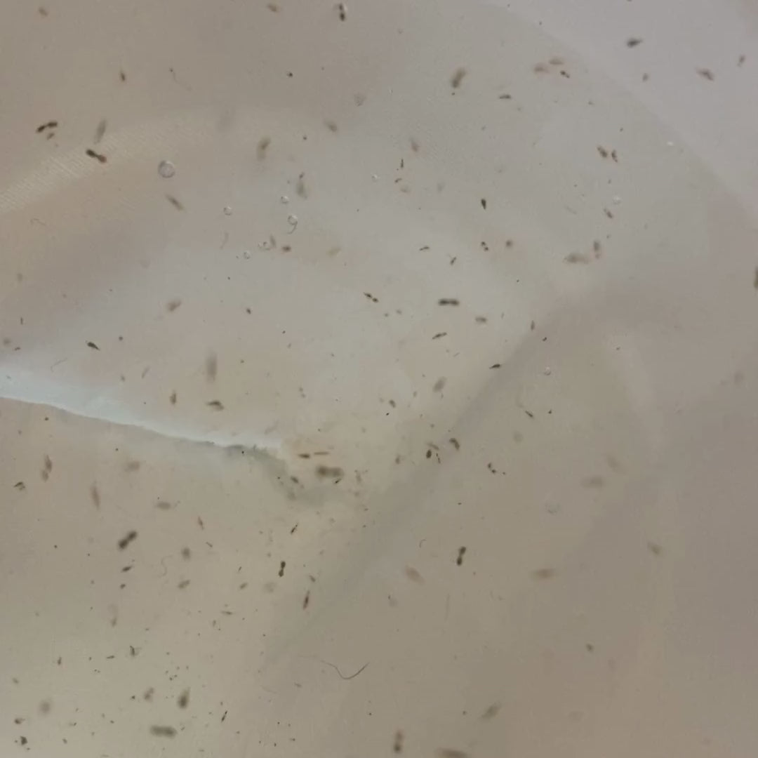Harbor Pods | Live Copepods | Tigriopus Californicus – Harbie's Harbor