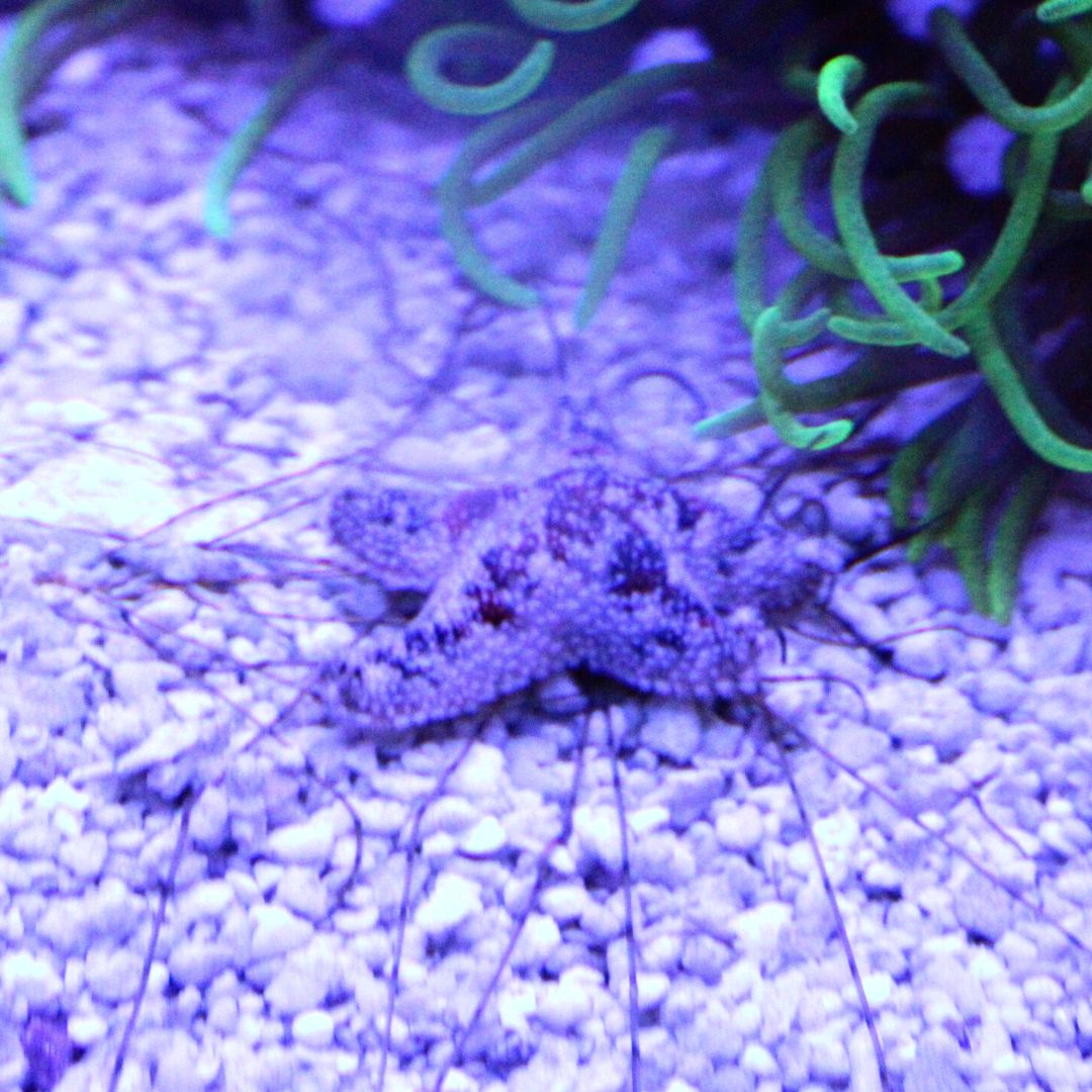 Asterina Starfish (Pack of 10) – Harbie's Harbor