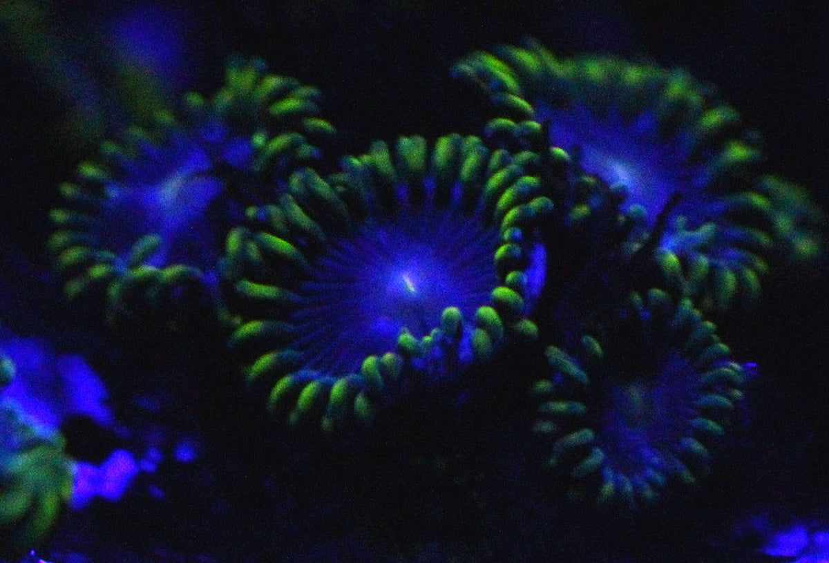 Blue Alien Zoas | Zoanthid Coral For Sale – Harbie's Harbor