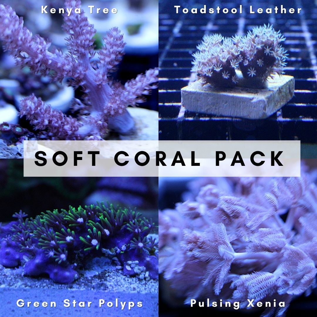 Soft Coral Frag Pack | Coral for Sale – Harbie's Harbor